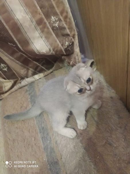 Шотландская вислоухая окрас голубое золото 3 месяца Она очень милая и красивая Она ходит и