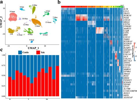 Integrative Analysis Of Single Cell Rna Seq Data In The Domestic Yak Download Scientific