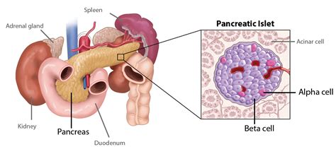 Pancreas Endocrine Function Endocrine Pancreas Thoracic Key