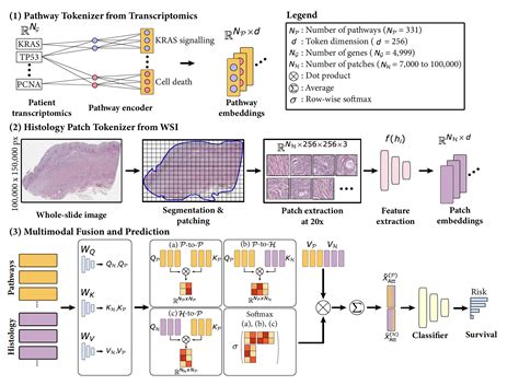 Modeling Dense Multimodal Interactions Between Biological Pathways And