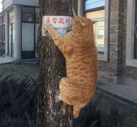 橘猫无视警告去爬树，原来这货也不是自愿的，完全是被逼迫的哈哈哈