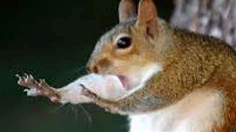 Universal Script Scripter For Hire Roblox Scripts ScriptBlox