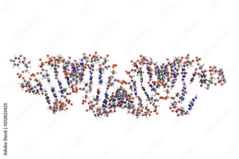 Small Interfering Rna Bound To A Messenger Rna Ball And Stick Model Sirnas Are Synthetic Rna