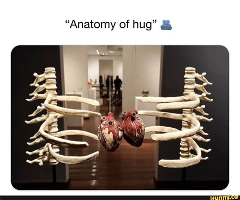 Anatomy Of Hug Ifunny
