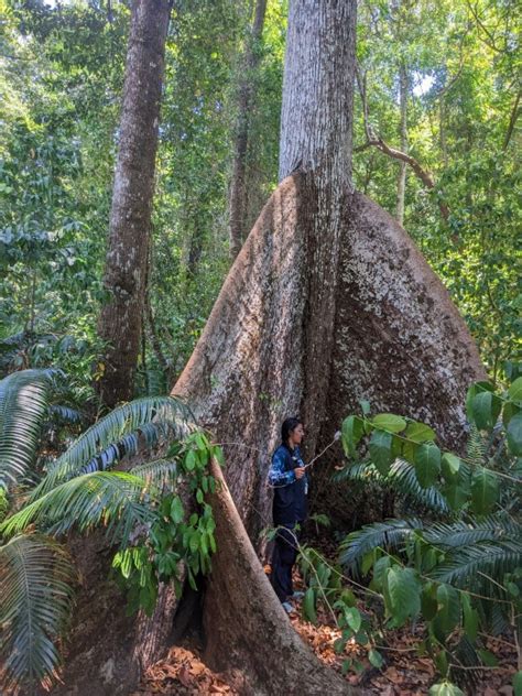 Lets Stop Counting Trees