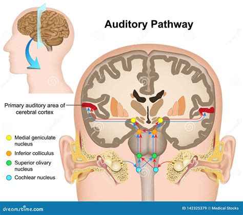 Brain Auditory Pathway Stock Illustrations 13 Brain Auditory Pathway Stock Illustrations