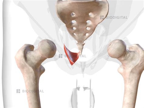 Right Iliococcygeus Biodigital Anatomy