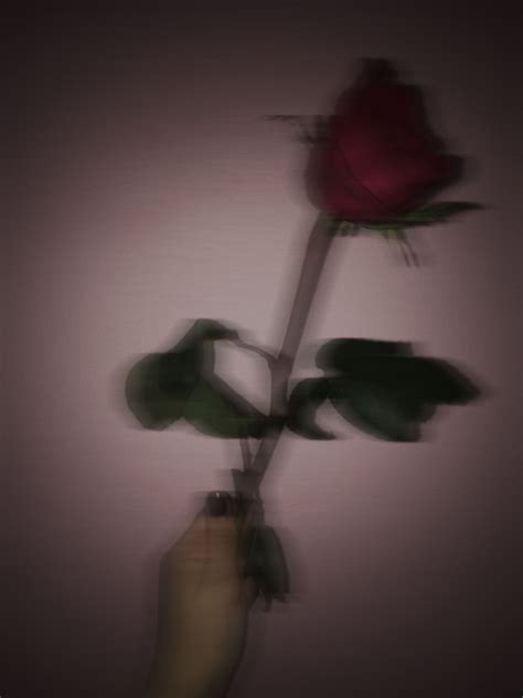 Dead Roses Wallpapers Wallpaper Cave