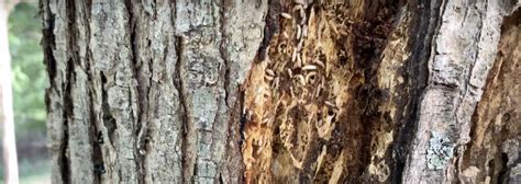 Termites In Maple Trees Identify Treat And Prevent Them