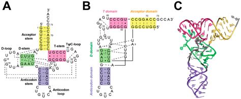 The Diversity Of Ribonuclease P Protein And Rna Catalysts With