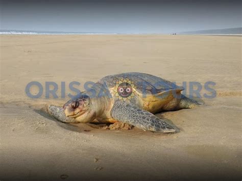 Dagara Sea Beach Balasore Odisha Orissa Tours