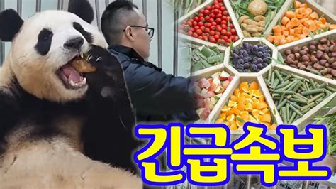 쉬샹은 푸바오가 좋아하는 워토우·사과·죽순으로 가득 찬 푸짐한 식탁을 딱 차리고 있다 잘 먹어라여기서 마지막 식사야 무슨 뜻 푸바오는 한국 돌아간다 아니면