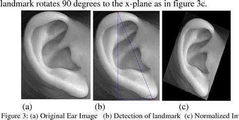 Figure 1 From Human Ear Classification Scheme Based On Lobule Chain