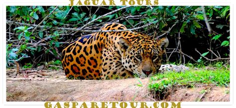 Gasparetour Pantanal Tours 2025 All You Need To Know Before You Go