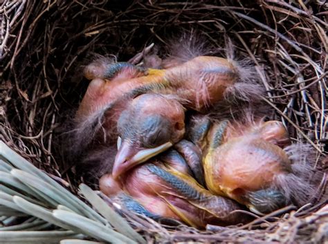 Free Images Wildlife Spring Beak Fauna Egg Bird Nest Vertebrate