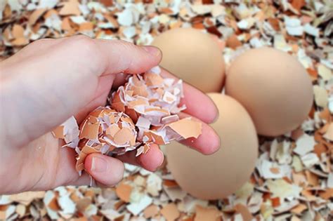 კვერცხის ნაჭუჭს არასდროს ვყრი ზედმეტად ღირებულია და სასწაულებს ახდენს