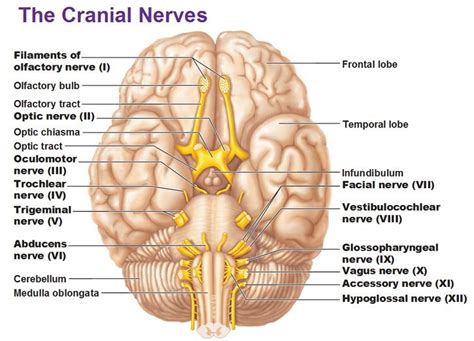 Trigeminal Nerve Sheep Brain