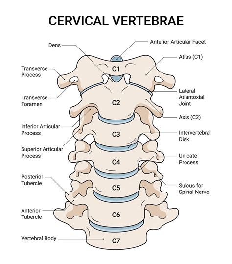 Premium Vector Anatomical Structure Of Cervical Vertebrae