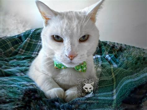Happy St Patricks Day From Stanfield Lá Fhéile Pádraig Sona Duit
