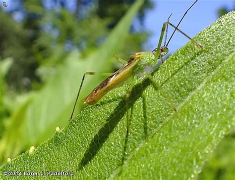 Zelus Assassin Bug Fontenelle Forest Nature Search Fontenelle Forest Nature Search Zelus Assassin Bug Fontenelle Forest Nature Search Fontenelle Forest Nature Search