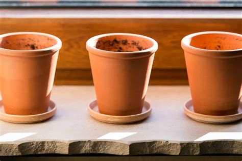 8 Proven Steps To Fix Philodendron Root Rot 2025