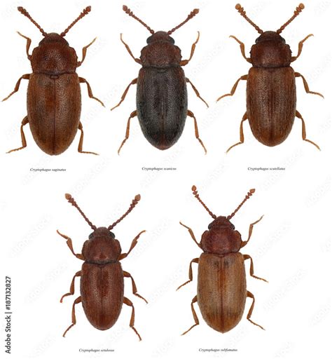 Stock Foto „cryptophagus Saginatus Scanicus Scutellatus Setulosus