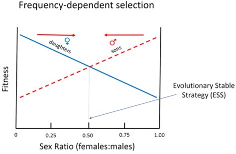 Lecture Sex Ratio Flashcards Quizlet