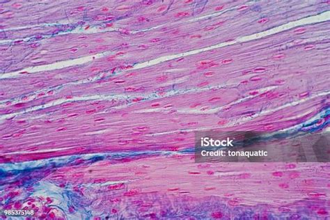 교육에 대 한 현미경 보기 아래 인간의 부드러운 근육의 조직학 건강관리와 의술에 대한 스톡 사진 및 기타 이미지 건강관리와 의술 건강한 생활방식 건축물 Istock