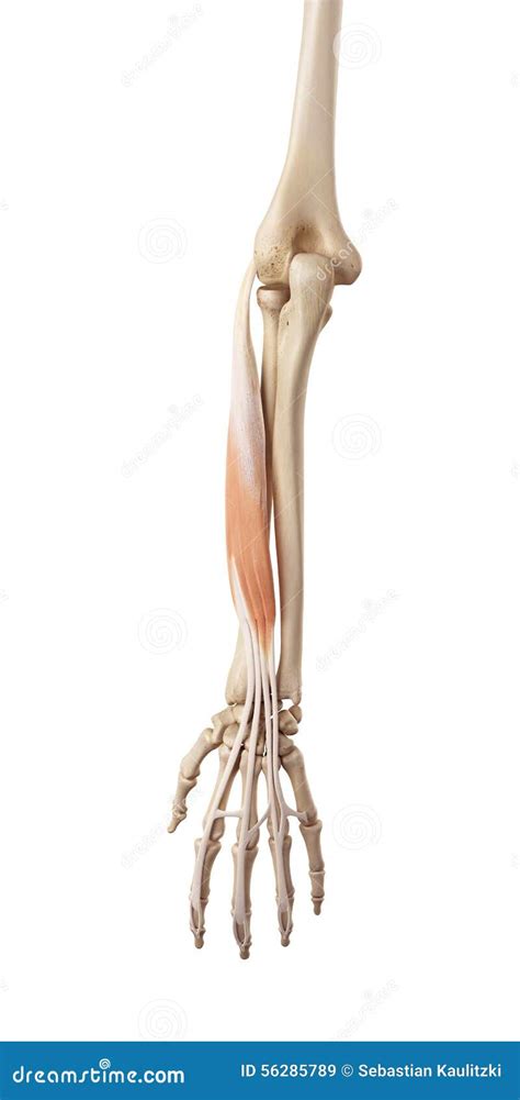 The Extensor Digitorum Longus Royalty Free Illustration CartoonDealer Com