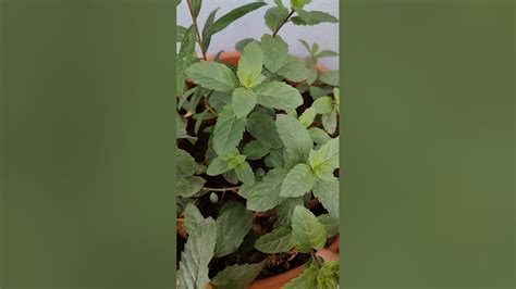 బుధవారం ఇలా చేస్తే ధనలాభం కాయం పొదినా Trending Smalltips Pleasesubscribe 🪷🙏 Youtube