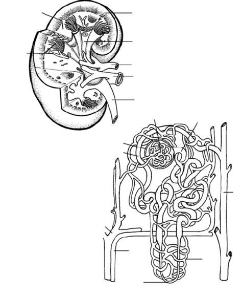 Human Anatomy And Physiology Nephron Diagram Diagram Quizlet Human Anatomy And Physiology Nephron Diagram Diagram Quizlet