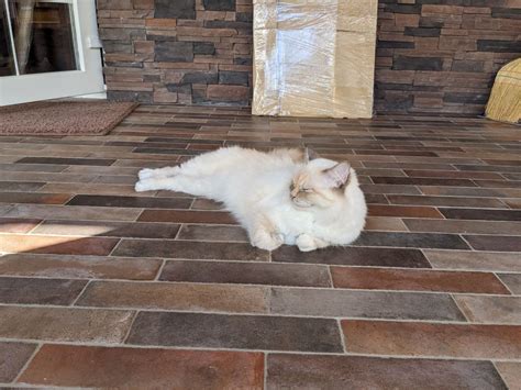 котэ прикольные картинки с кошками смешные картинки и другие приколы комиксы гиф анимация