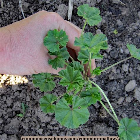 Common Mallow Benefits