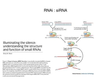 Ppt Mirna Background And Bioinformatics Powerpoint Presentation Id323984
