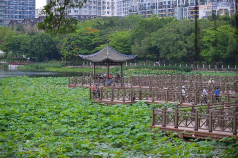 【趣游青秀】邕城荷花开放 南湖尽是鸟语花香 街街网
