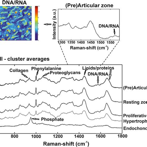 Raman Cluster Averages Of Cells A Average Raman Spectra Of Cells Download Scientific Diagram