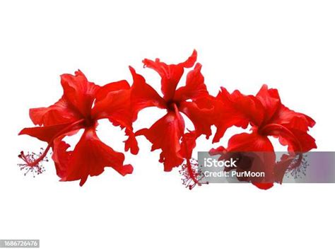 히비스커스 재배 꽃은 흰색 배경에 분리되어 있습니다 꽃 프레임 또는 다른 장식을위한 분홍색 꽃입니다 히비스커스 꽃 또는 아욱 가족 아욱 0명에 대한 스톡 사진 및 기타