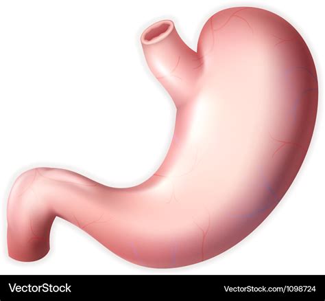 Human Stomach Royalty Free Vector Image Vectorstock