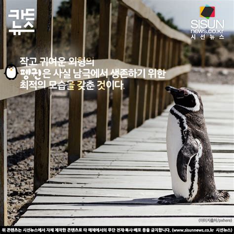 펭귄이 동성연애를 한다 우리가 몰랐던 펭귄의 비밀들 네이버 포스트