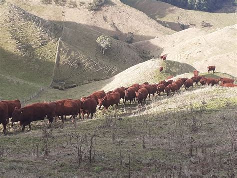Millstone Red Devon Stud Red Devon Cattle Breeders Association