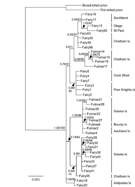 Bayesian Phylogeny Of Concatenated Coi And Cytochrome B Sequences For