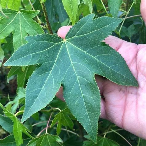 Liquidambar Styraciflua Festeri