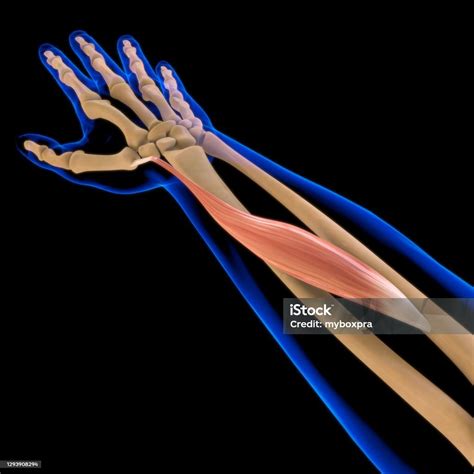 Abductor Pollicis Longus Muscle Anatomy For Medical Concept 3d