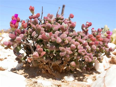 Photo Guide To Plants Of Southern Africa