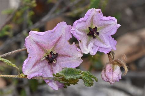 Large Flowered Thomasia Thomasia Grandiflora · Inaturalist Australia