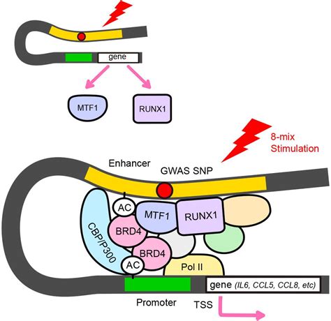 Synovial Fibroblasts Contribute To The Genetic Risk Of Rheumatoid Arthritis Through The