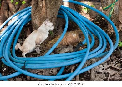 Cat Peeing Under Tree Nature Cat Stock Photo Shutterstock