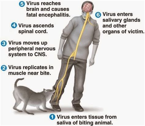 What Is Rabies Health Blog Centre Info