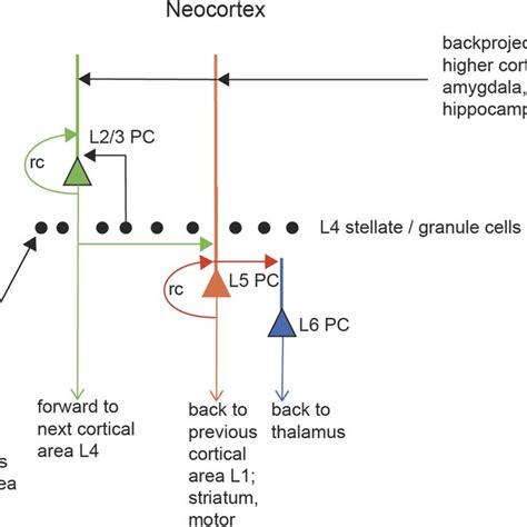 Functional Canonical Microcircuit Of The Neocortex The Cortical Layers
