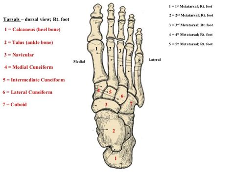 Tarsal Bones